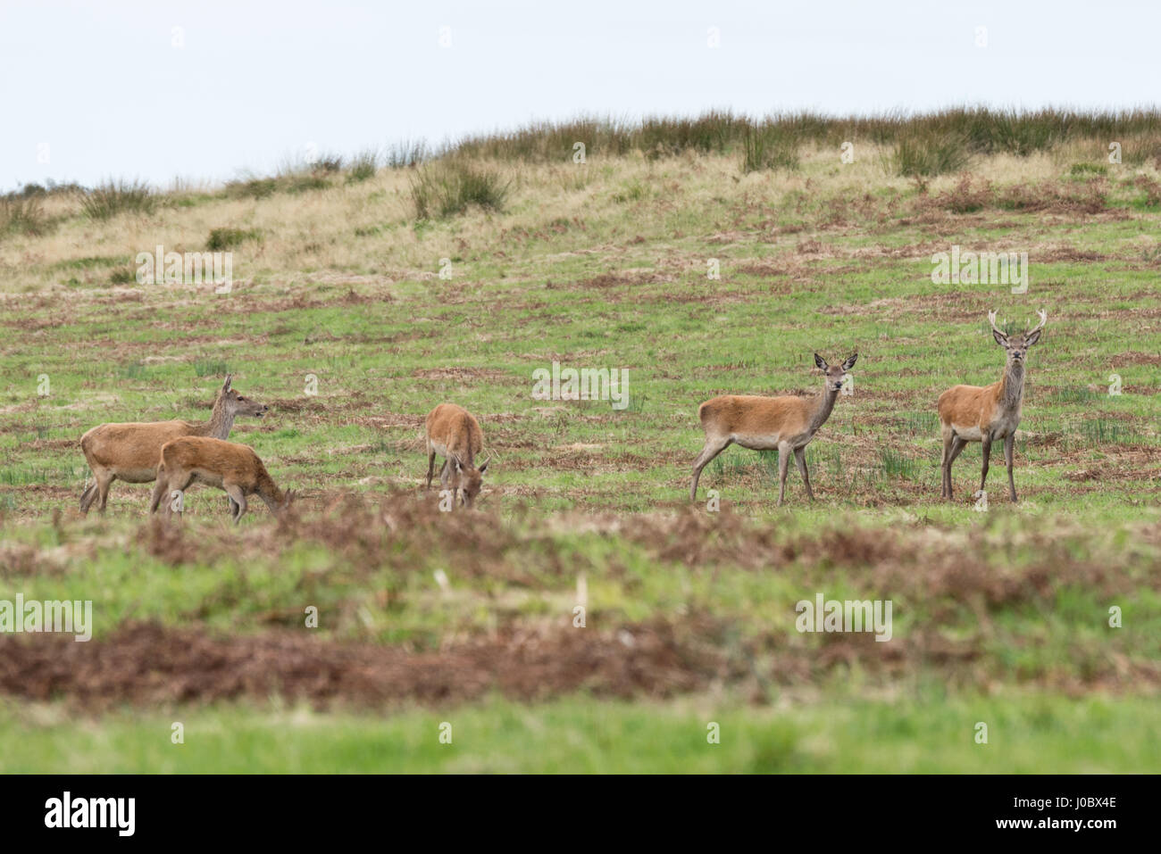 Truely wild Red Deer roaming freely across the open moors and hills in ...