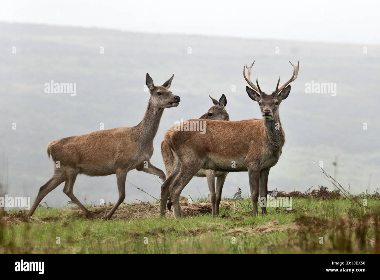 Truely wild Red Deer roaming freely across the open moors and hills in ...