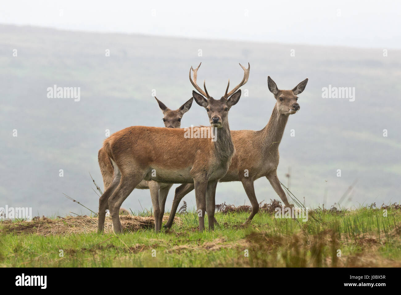 Truely wild Red Deer roaming freely across the open moors and hills in ...