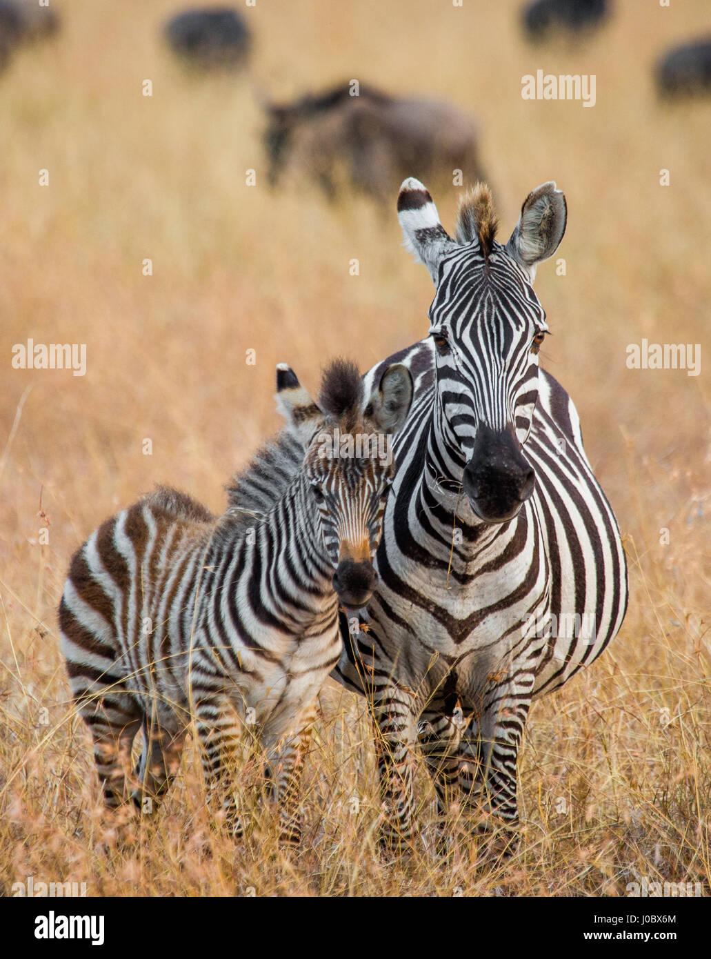 Zebra with a baby. Kenya. Tanzania. National Park. Serengeti. Maasai ...