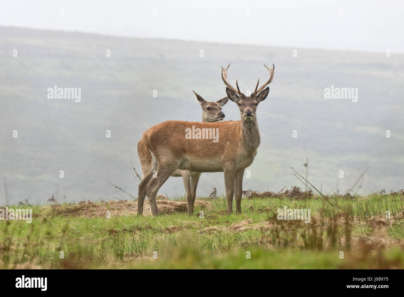 Truely wild Red Deer roaming freely across the open moors and hills in ...