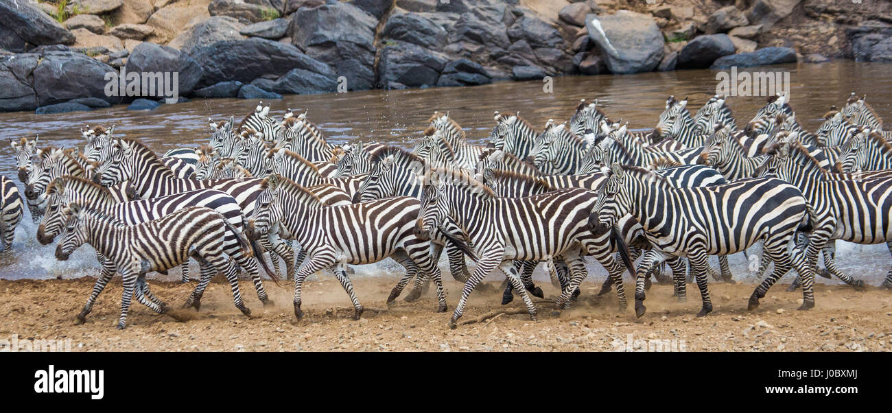 Group of zebras running across the water. Kenya. Tanzania. National ...