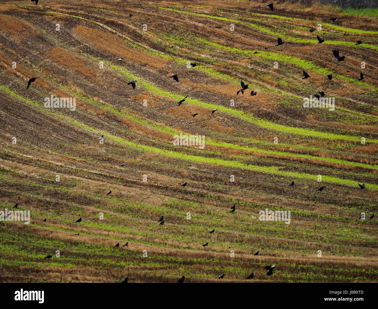 green and brown striped patterns of undulating ploughed field with ...