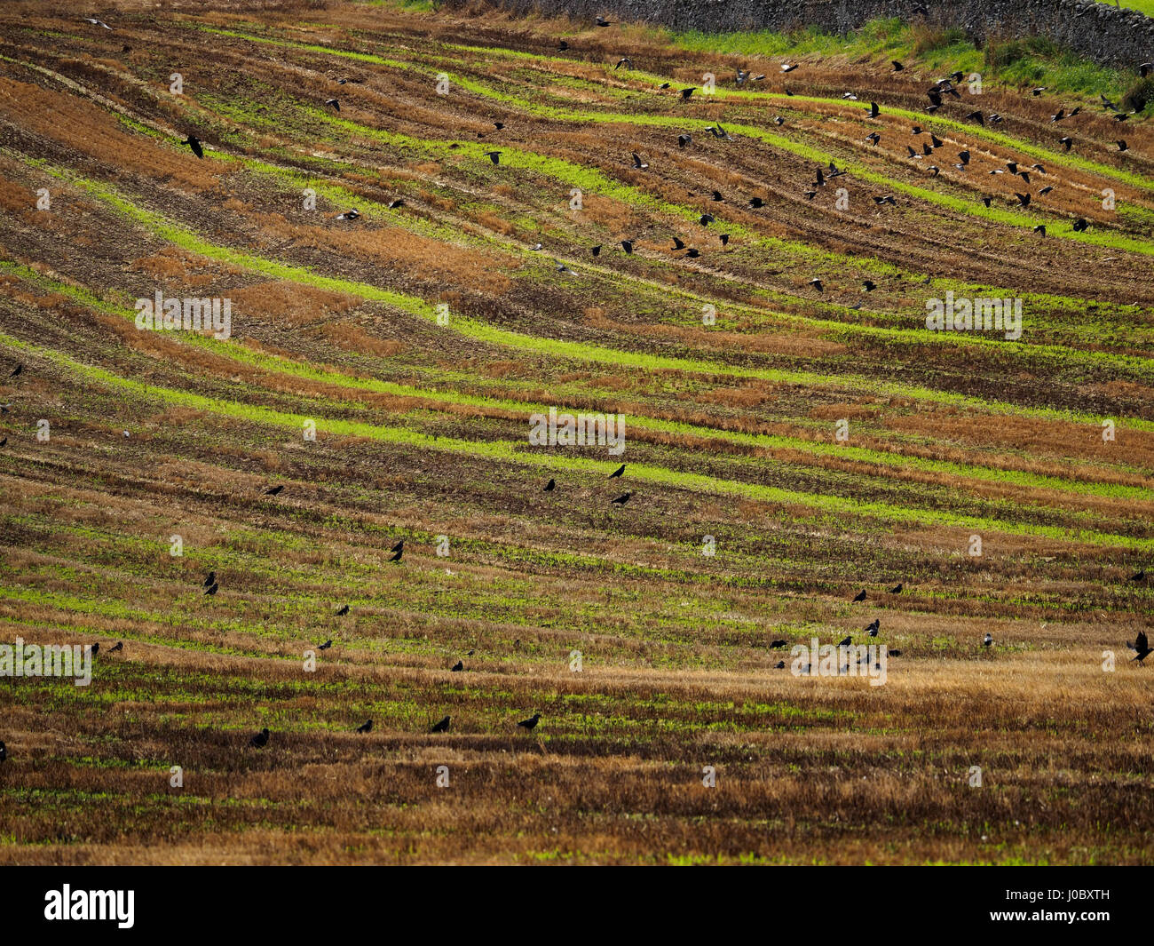 Stubble patterns hi-res stock photography and images - Alamy