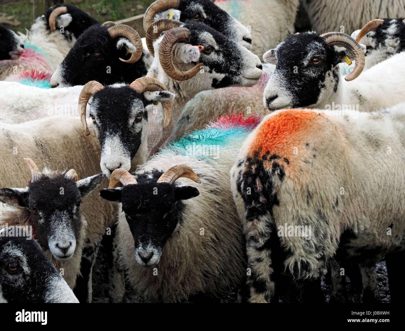 Flock of curly-horned sheep in a pen showing multi-coloured markings ...
