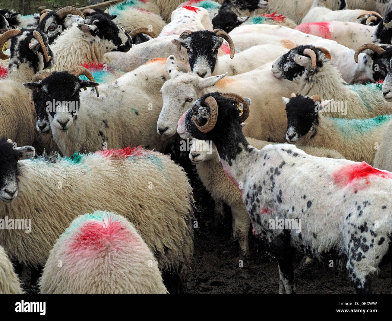 Flock of curly-horned sheep in a pen showing multi-coloured markings ...