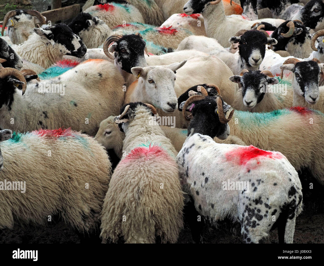 Flock of curly-horned sheep in a pen showing multi-coloured markings ...