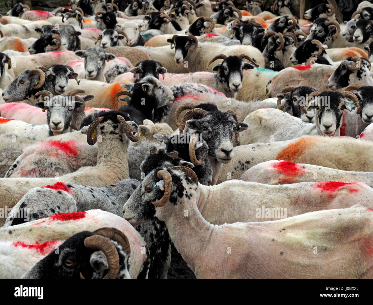 Flock of curly-horned sheep in a pen showing multi-coloured markings ...