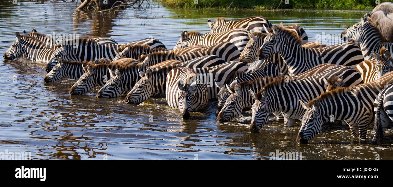 Group of zebras drinking water from the river. Kenya. Tanzania ...