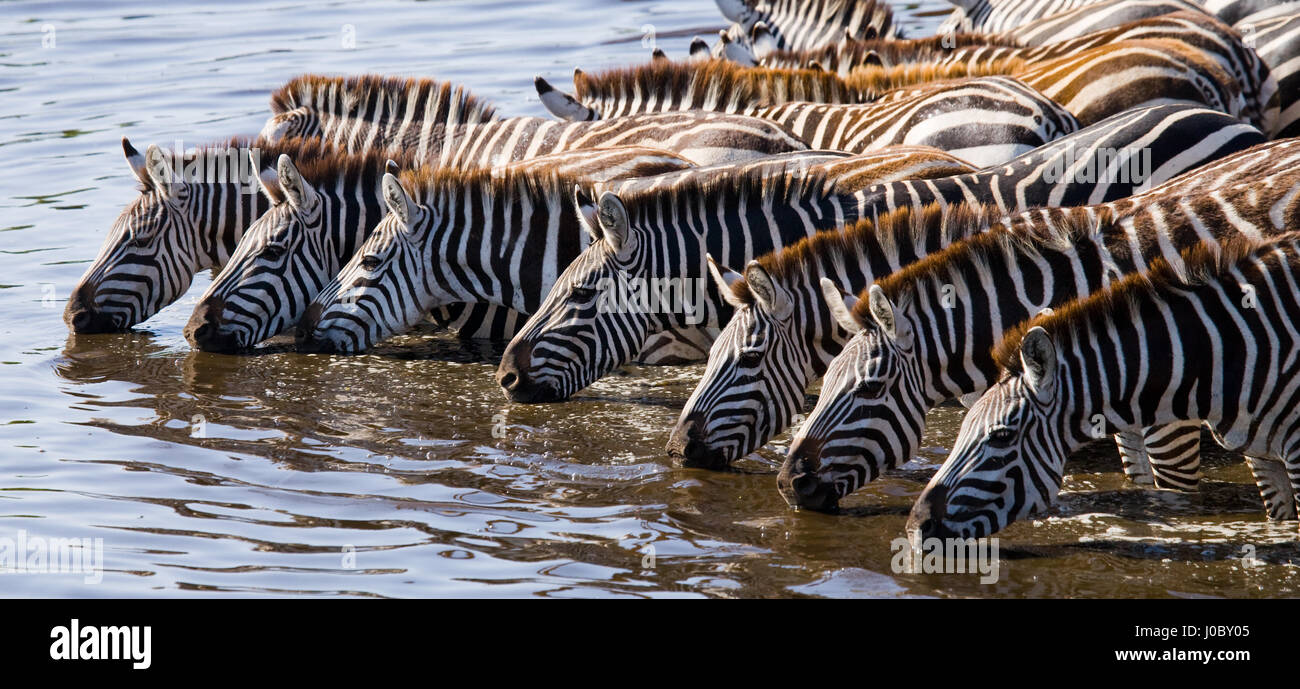 Group of zebras drinking water from the river. Kenya. Tanzania ...