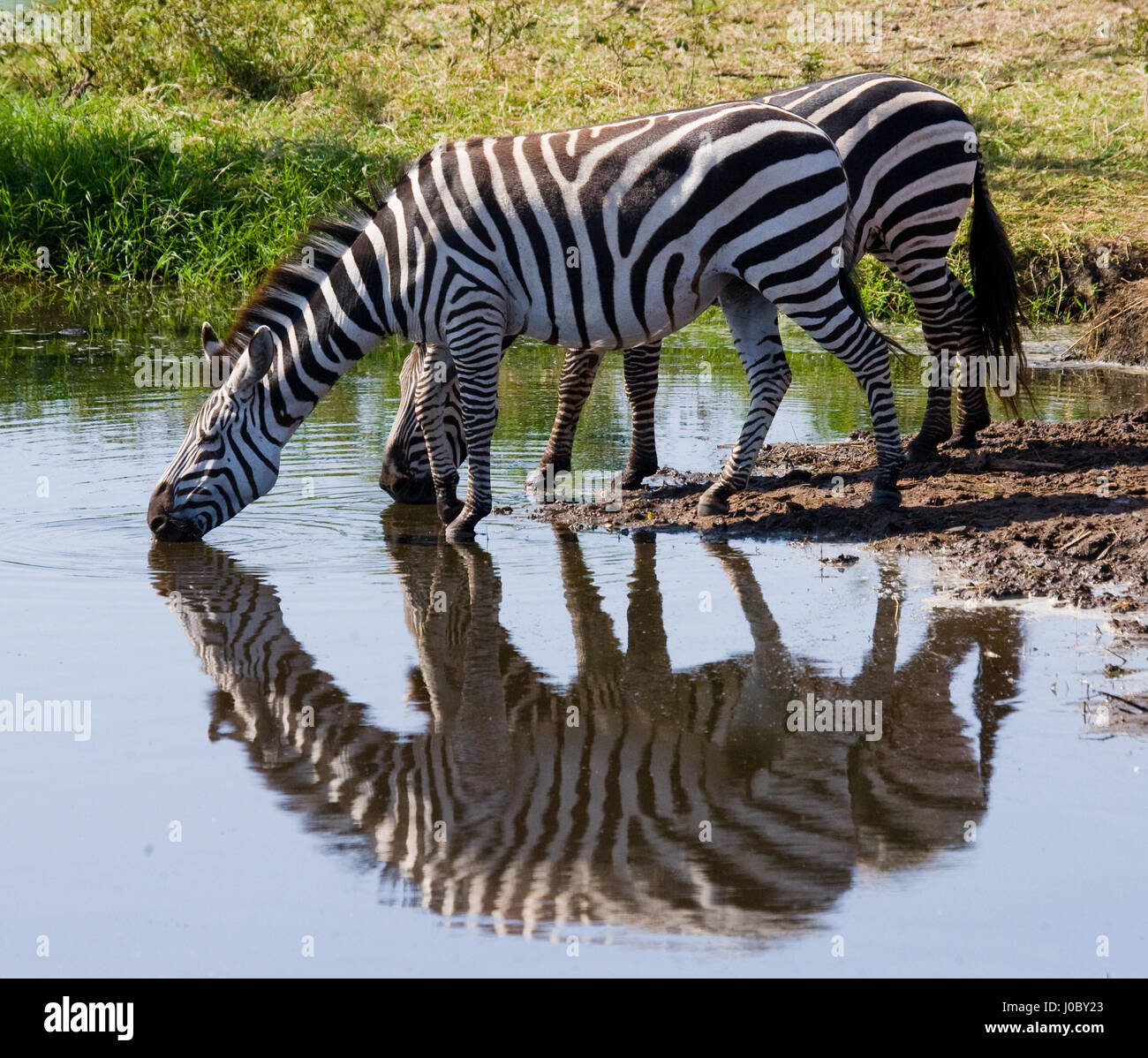 Group of zebras drinking water from the river. Kenya. Tanzania ...