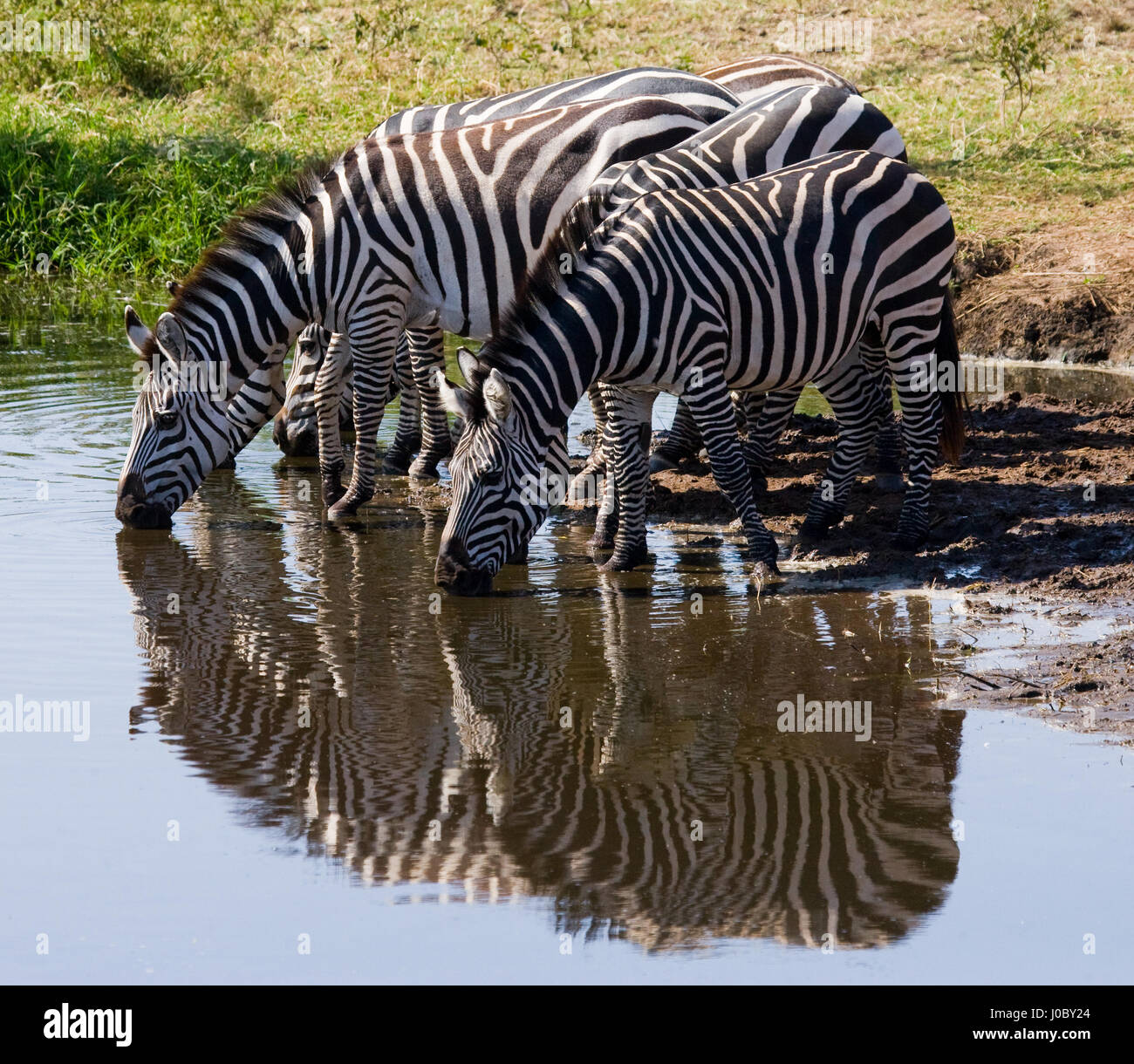 Group of zebras drinking water from the river. Kenya. Tanzania ...