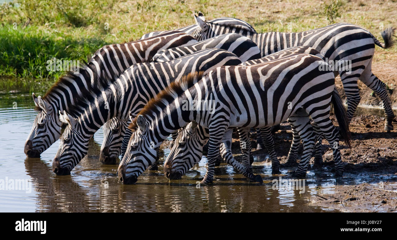 Group of zebras drinking water from the river. Kenya. Tanzania ...