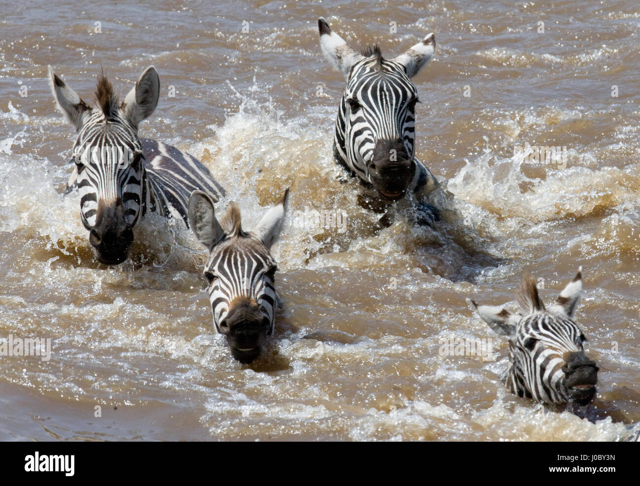 Group zebra crossing the river Mara. Kenya. Tanzania. National Park ...