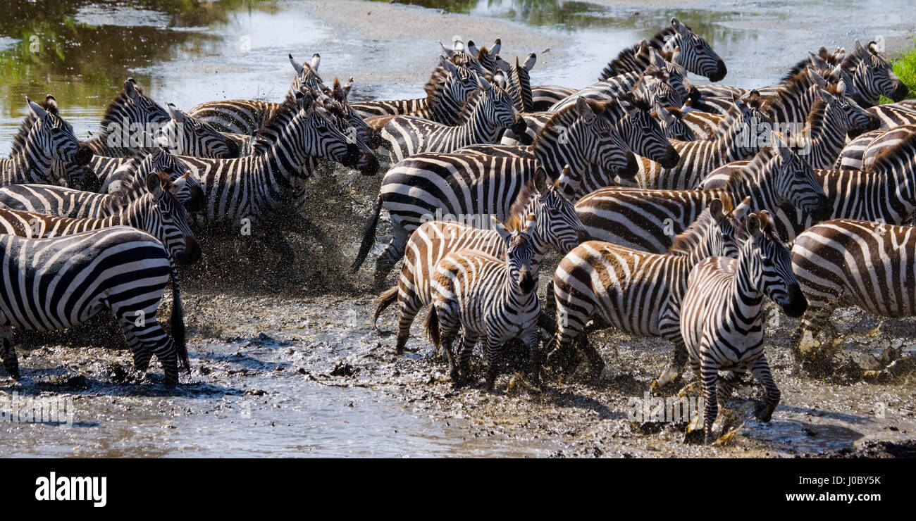 Zebras Running Through Water