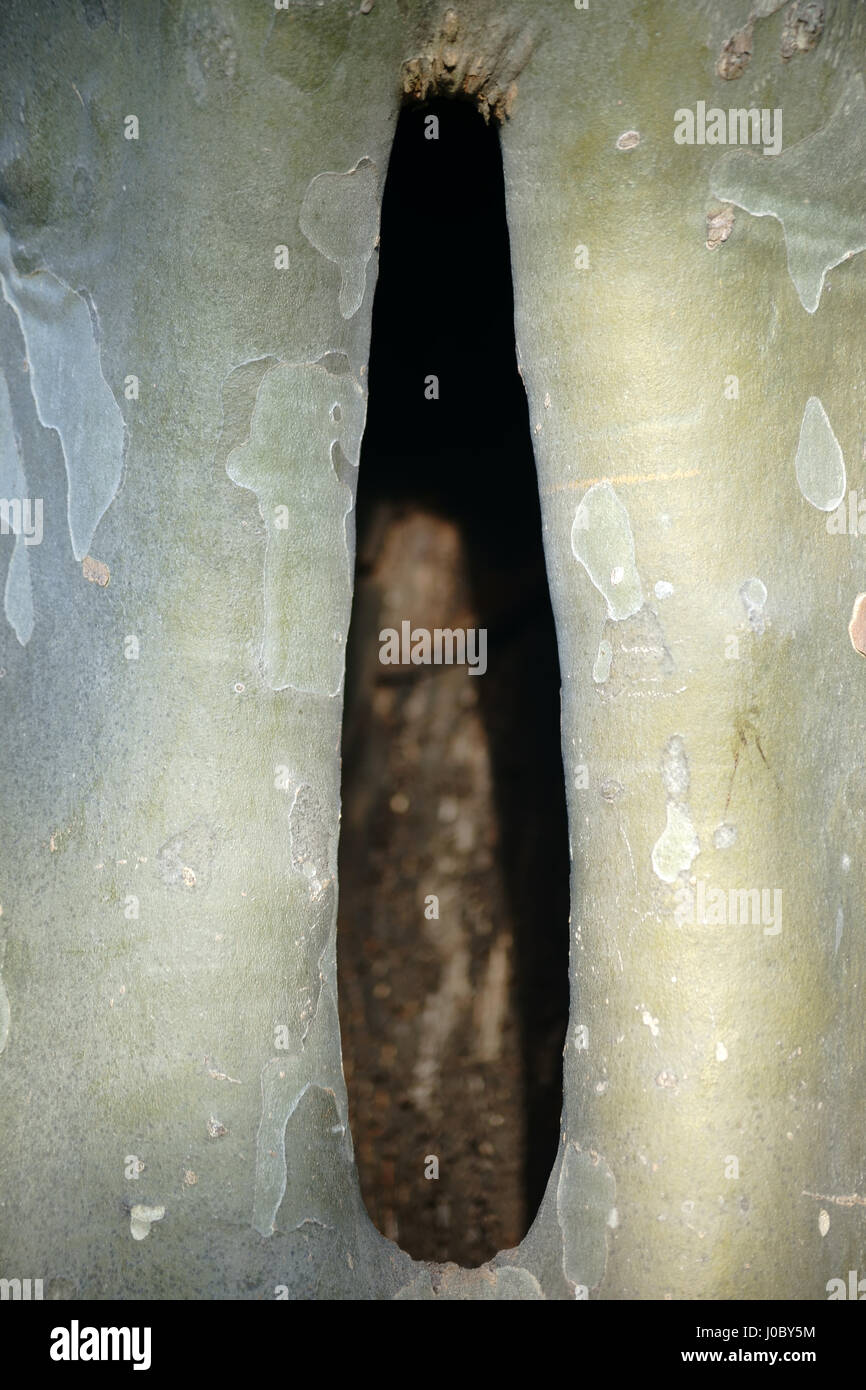 Crippled tree hi-res stock photography and images - Alamy