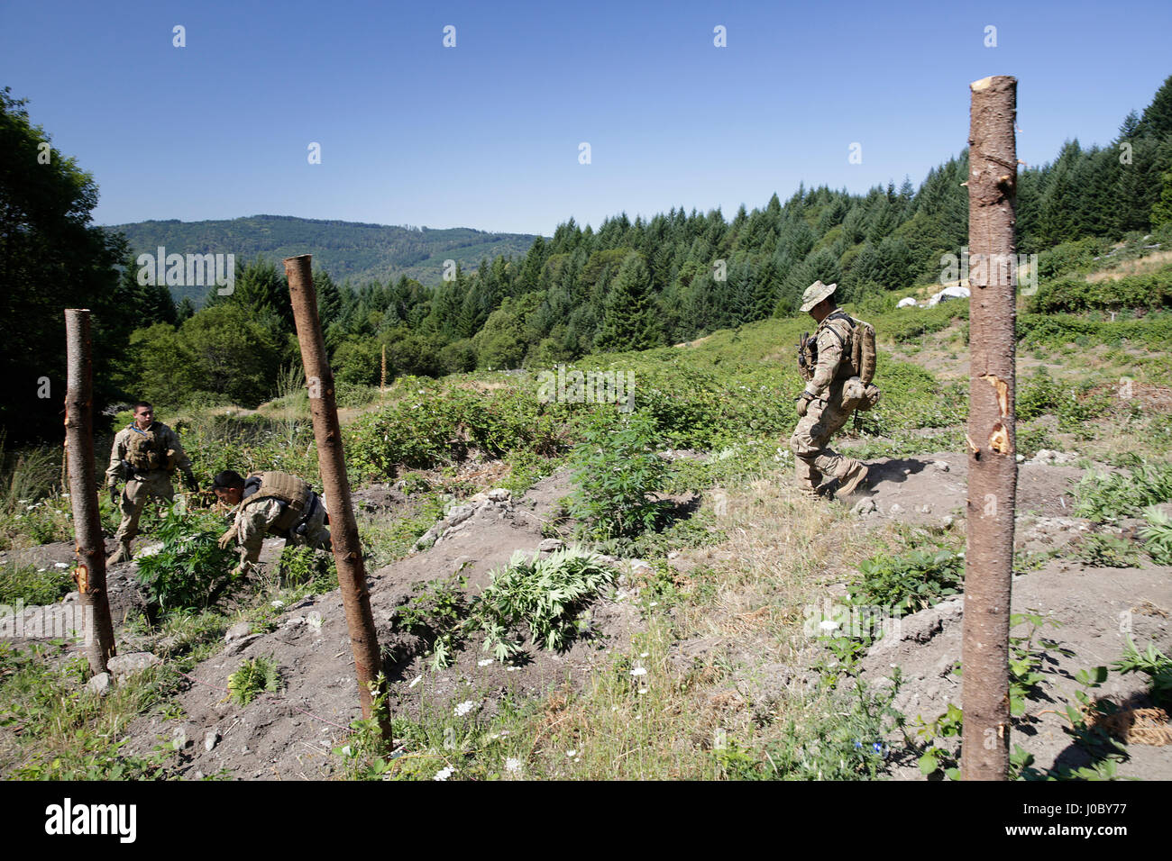 Law enforcement officers cut down marijuana plants during a raid on ...