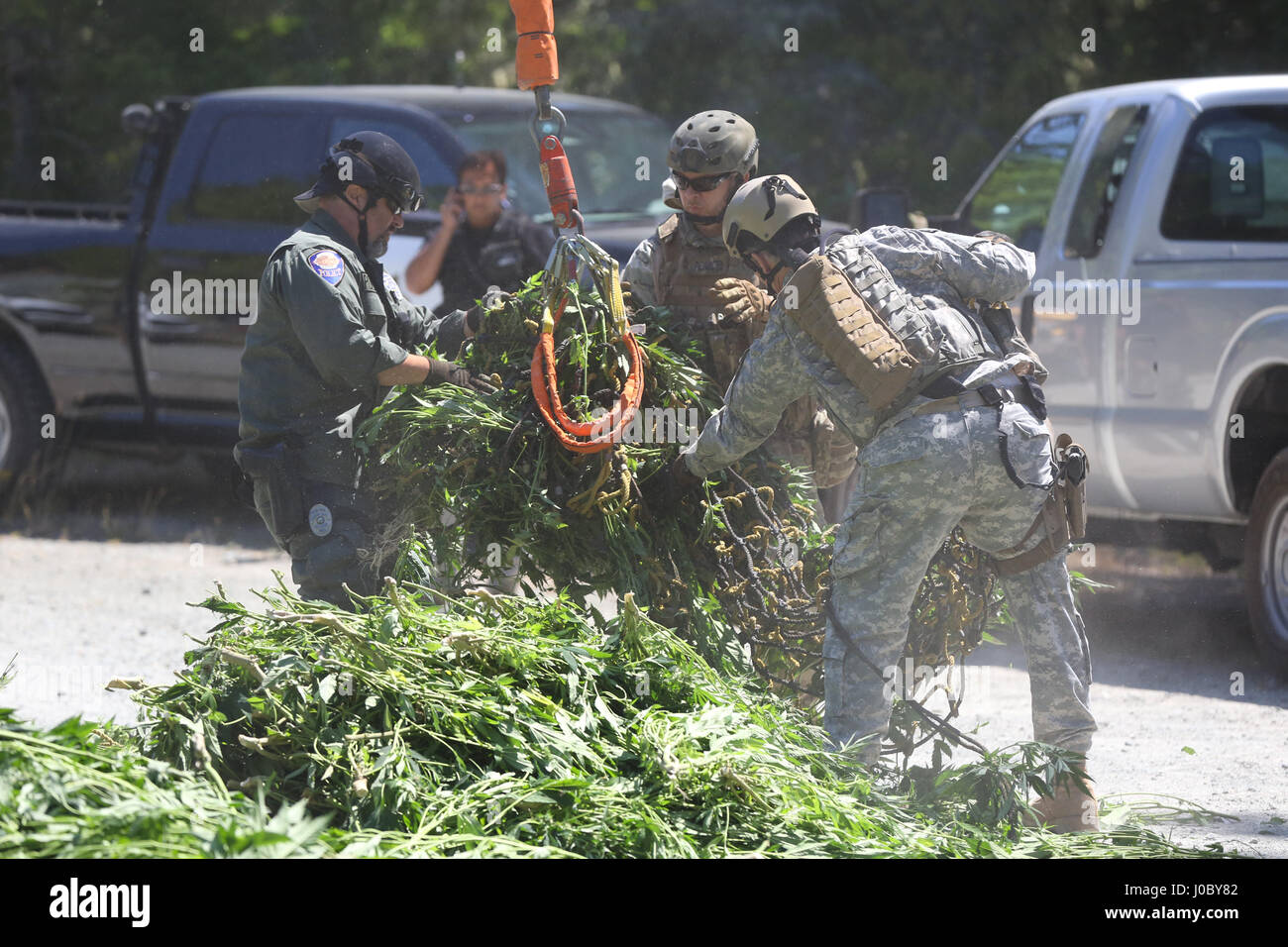 Law enforcement officers seize marijuana plants during a raid on July ...