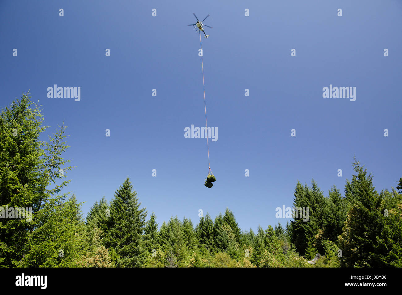 A helicopter transports a load of marijuana seized by law enforcement ...