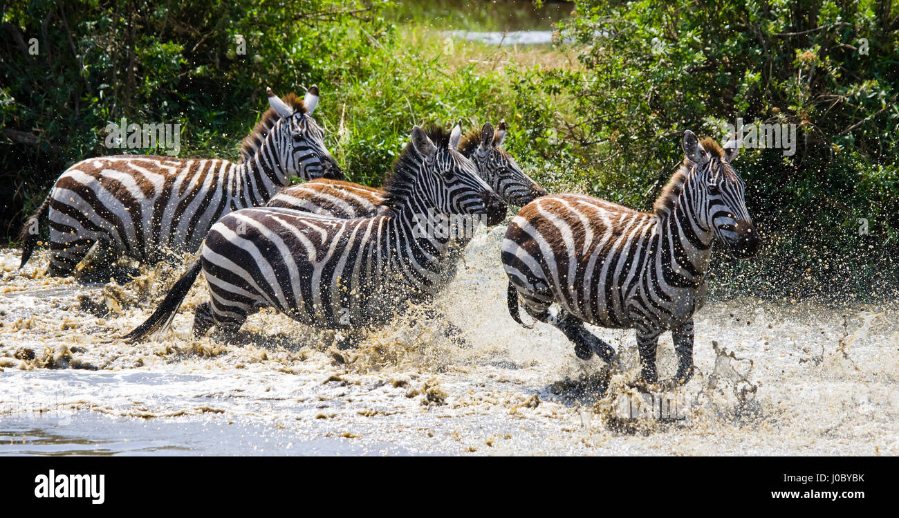Zebras Running Wallpaper