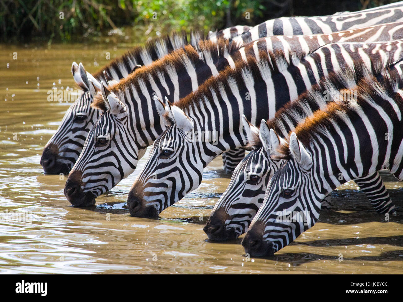 How Do Zebras Drink Water