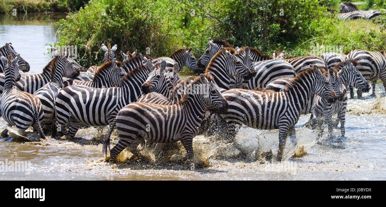 Group of zebras running across the water. Kenya. Tanzania. National ...