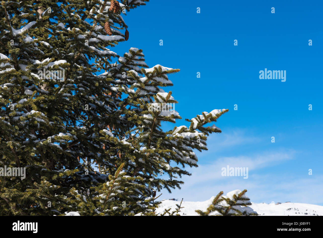 Snow covered alpine coniferous pine tree closeup with cones against ...