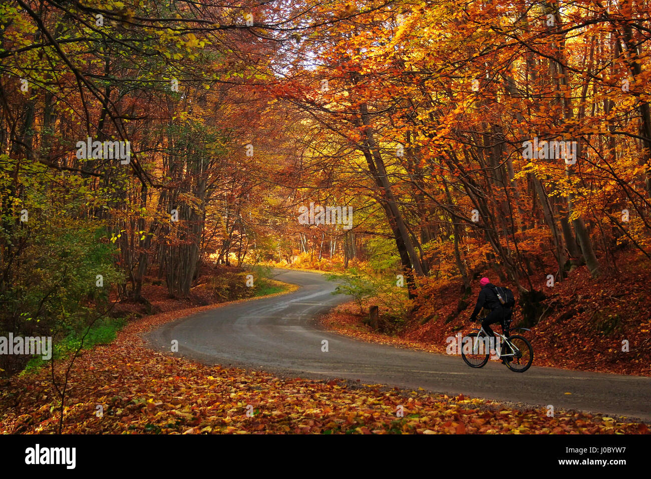 Man riding a bike on a curved road in autumn scenery Stock Photo - Alamy