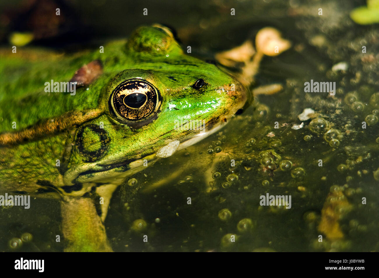 Rana pool frog - Pelophylax lessonae Stock Photo - Alamy