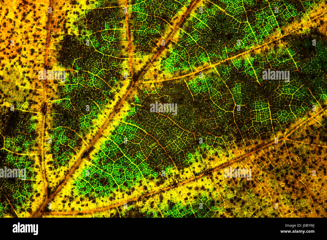 Epidermis cell hi-res stock photography and images - Alamy