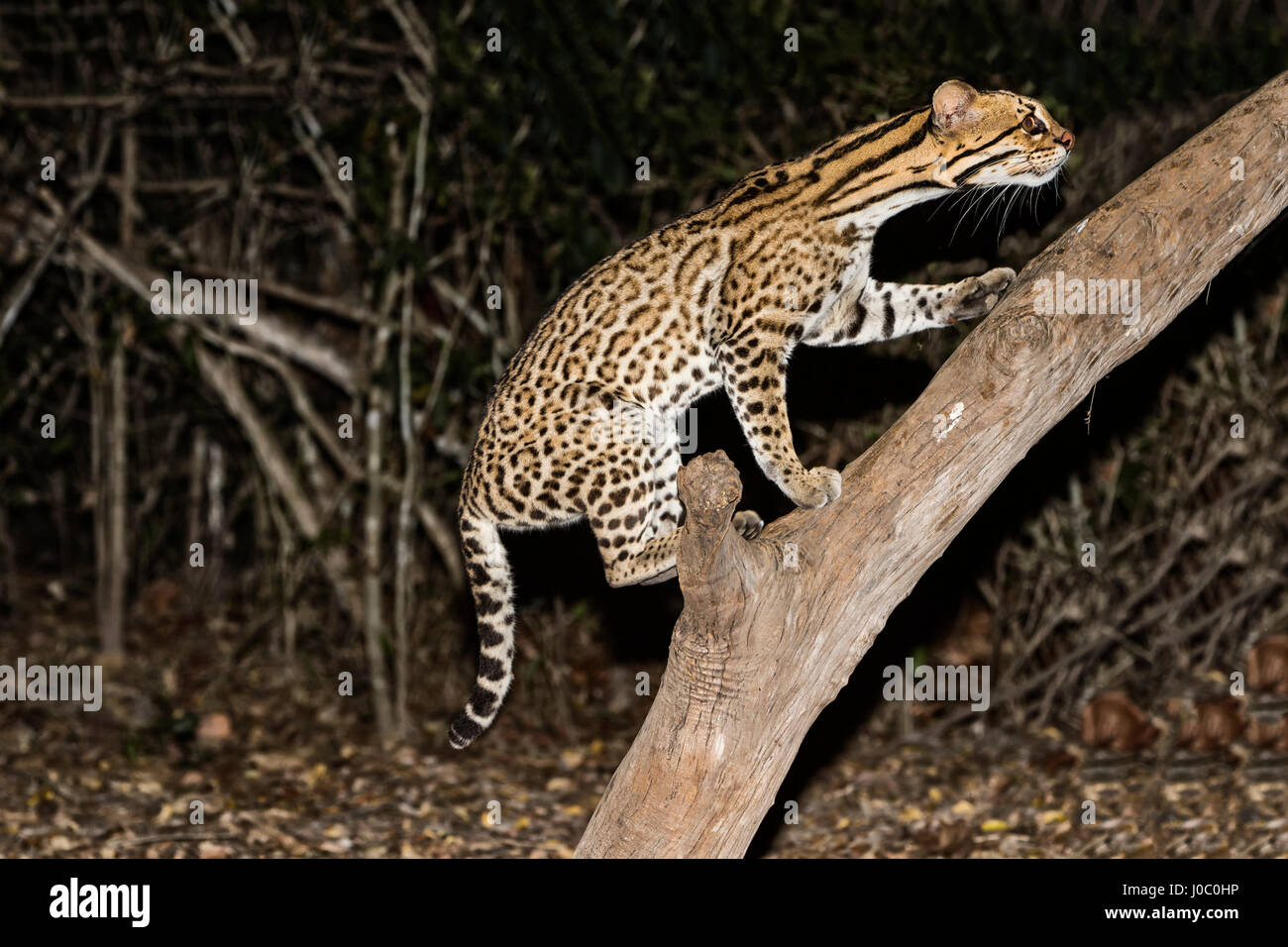 Ocelot (Leopardus pardalis) at night, Pantanal, Mato Grosso, Brazil ...