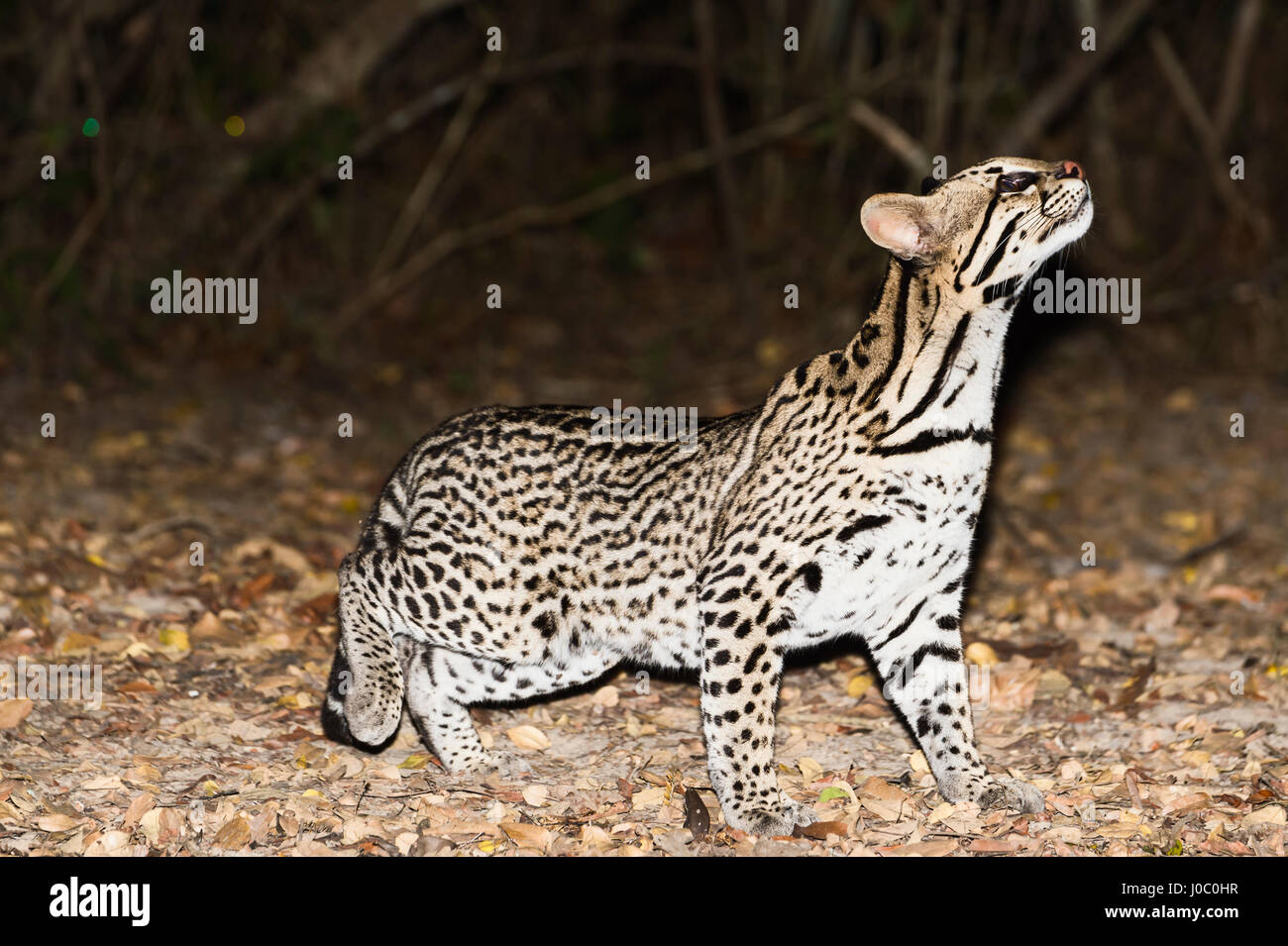 Ocelot (Leopardus pardalis) at night, Pantanal, Mato Grosso, Brazil ...