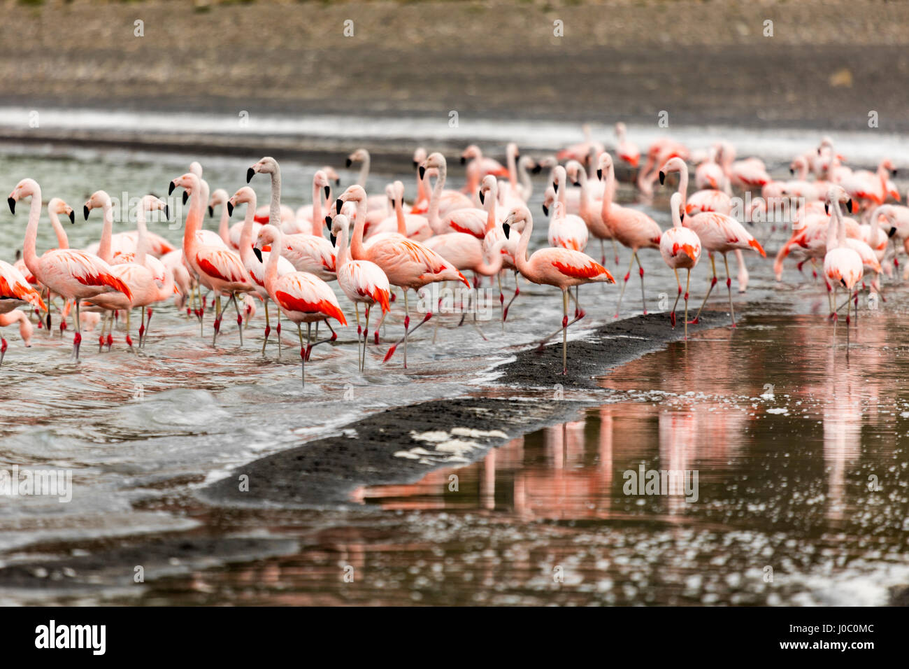 Group of chilean flamingos hi-res stock photography and images - Alamy