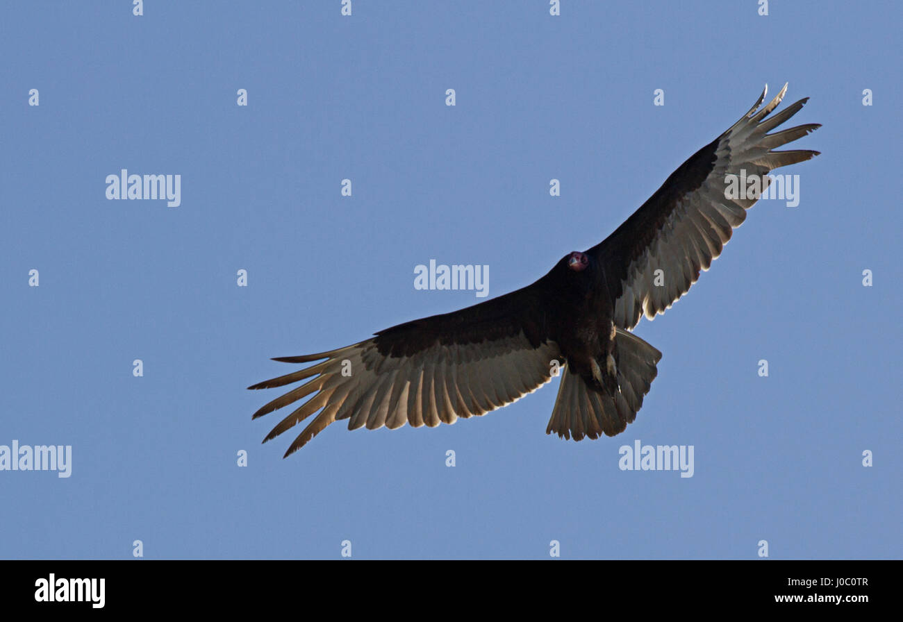 Turkey vulture with spread wings hi-res stock photography and images ...
