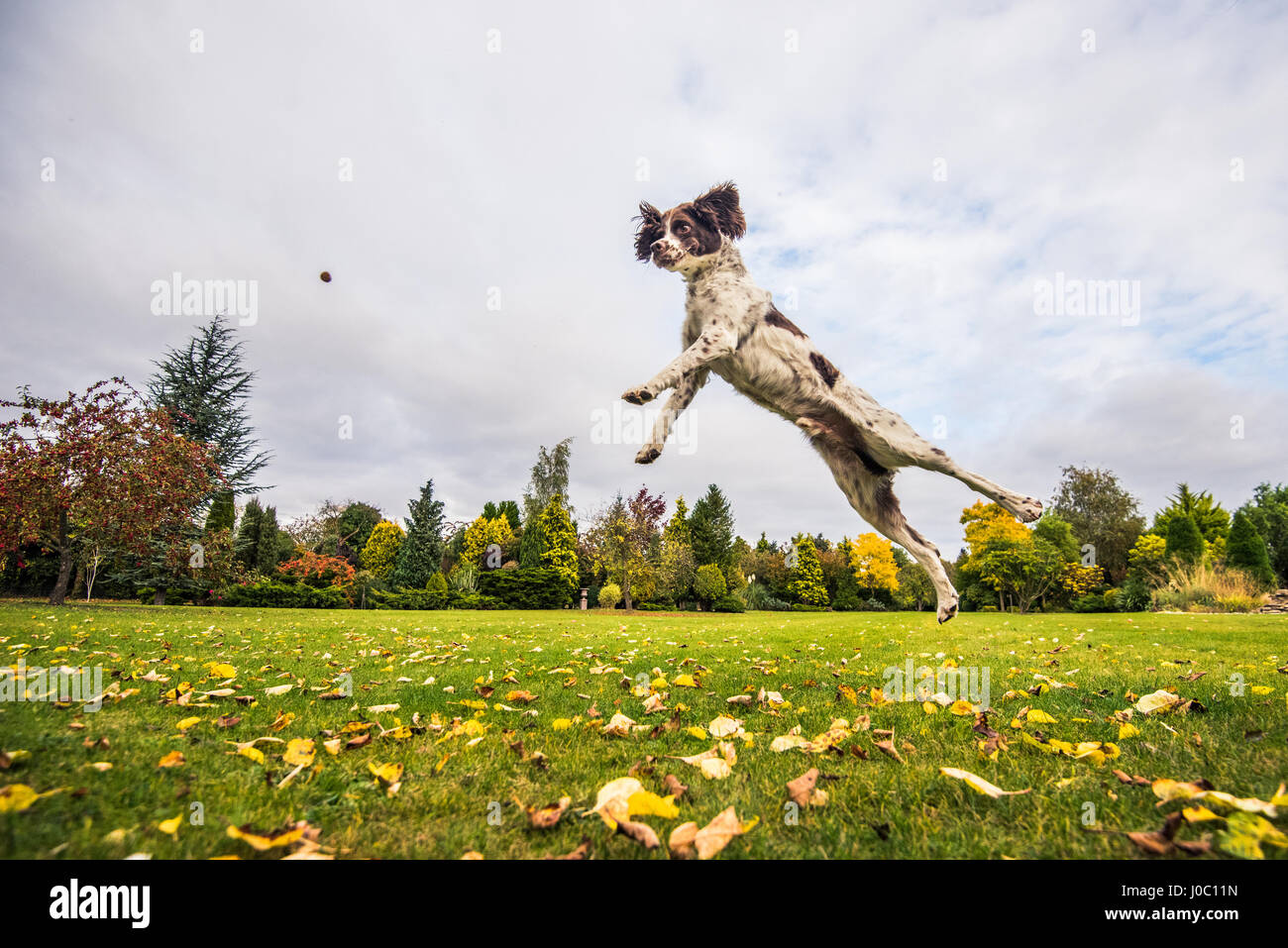Springer Spaniel jumping to catch treat, UK Stock Photo - Alamy