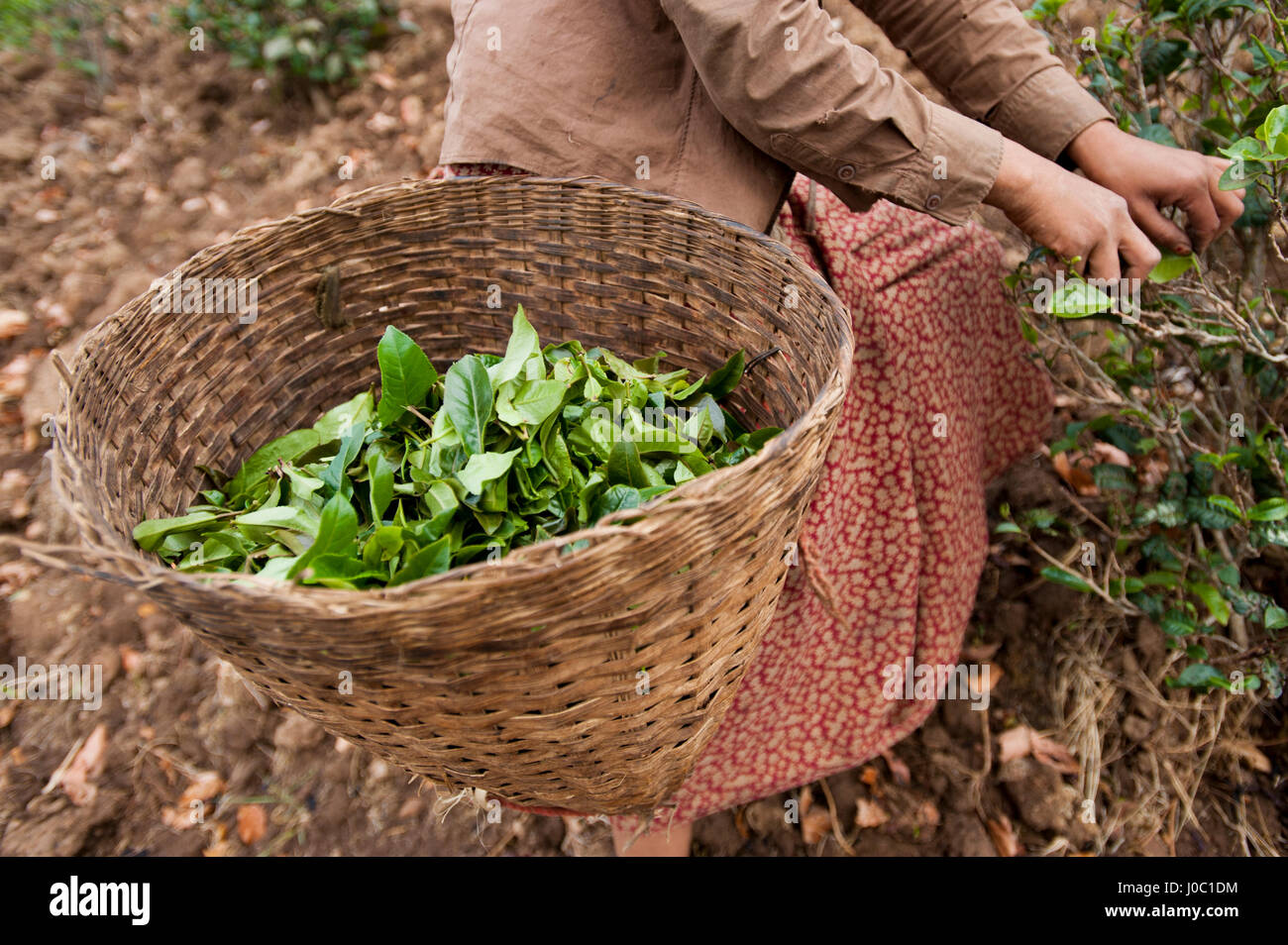A woman collects tea leaves in Shan State, Myanmar (Burma), Asia Stock ...