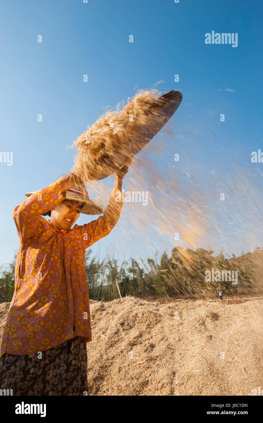 A girl sorts away the husks from the wheat by pouring it in the wind ...