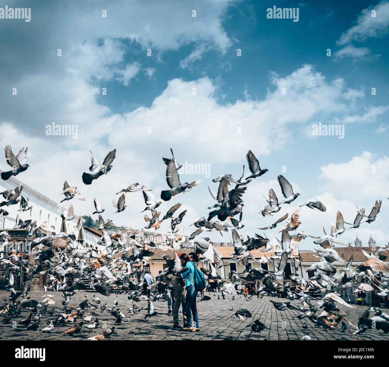Flock Pigeons High Resolution Stock Photography and Images - Alamy