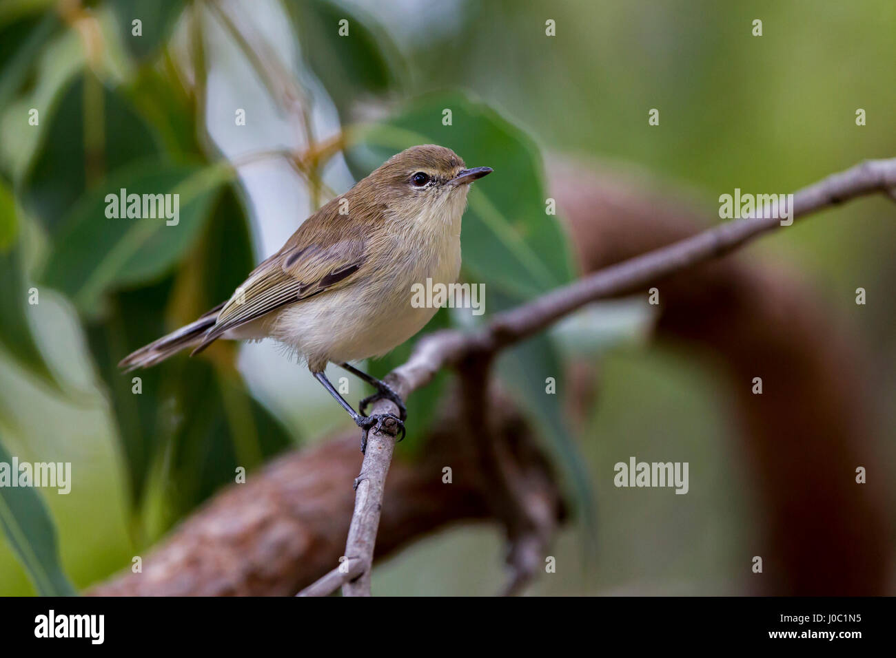 Western Gerygone. Gerygone fusca, Wattle Grove, Peth, Western Australia ...