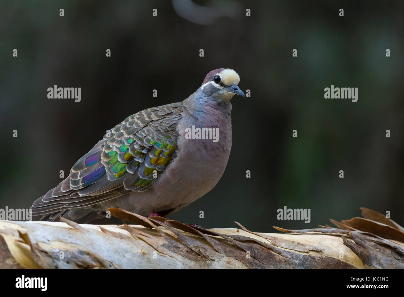 Common Bronzewing. Phaps chalcoptera. Wattle Grove, Peth, Western ...