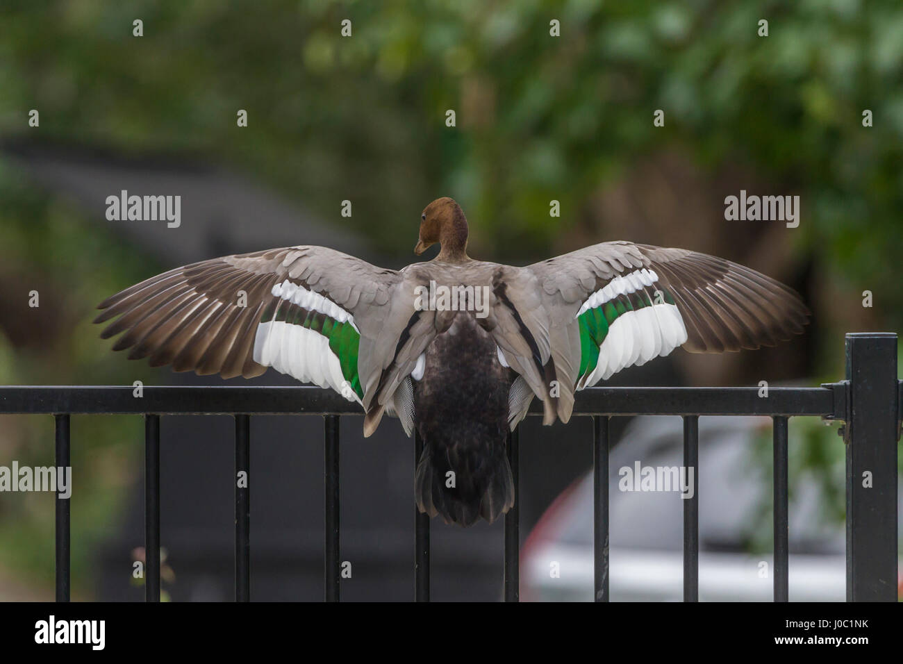 Australian Wood Duck. Chenonetta jubata, with outstretched wings ...