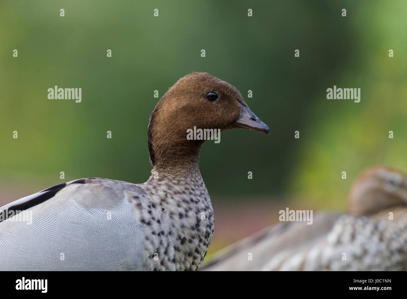 Australian duck species hi-res stock photography and images - Alamy
