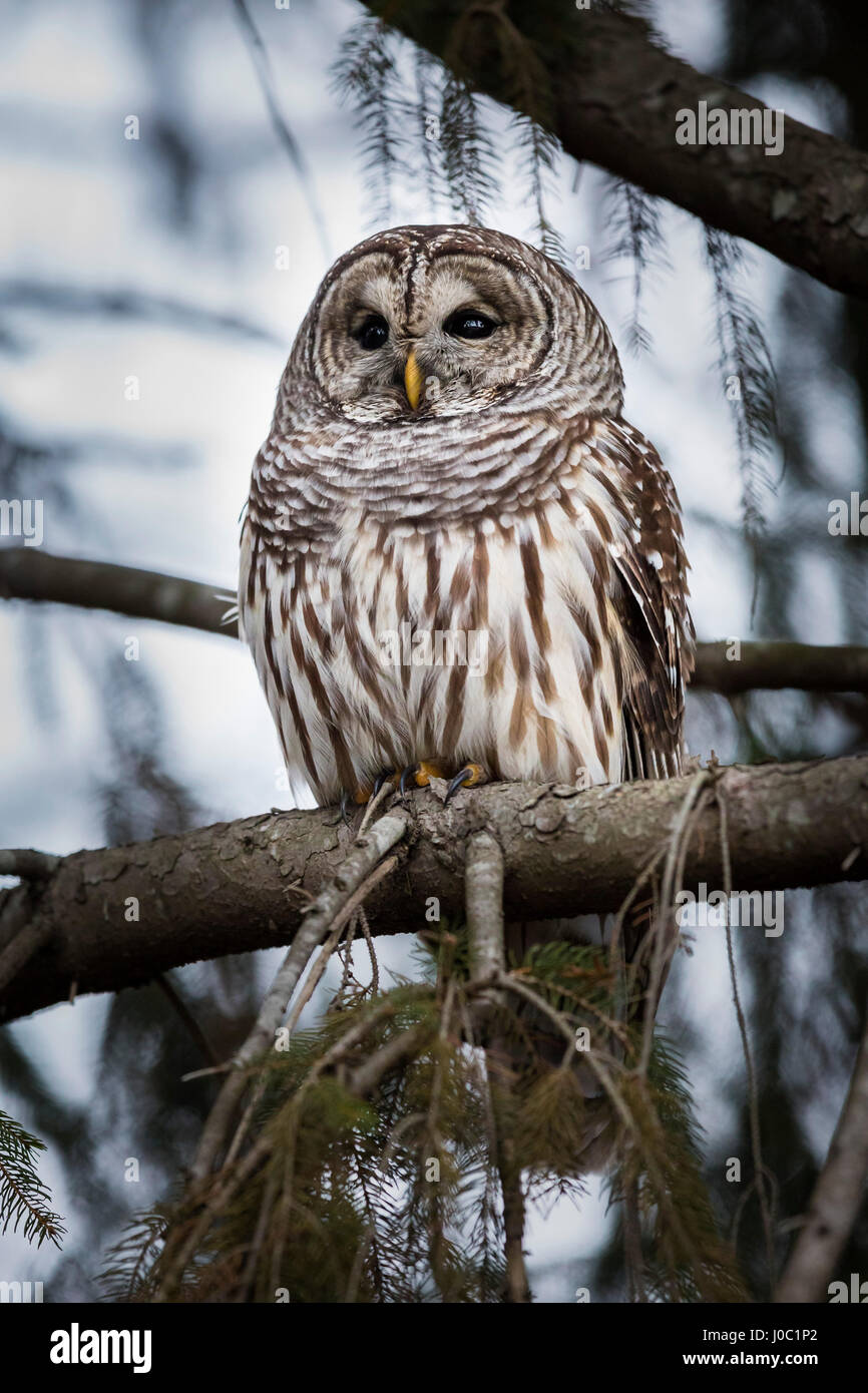 Barred owl on perch, USA Stock Photo - Alamy