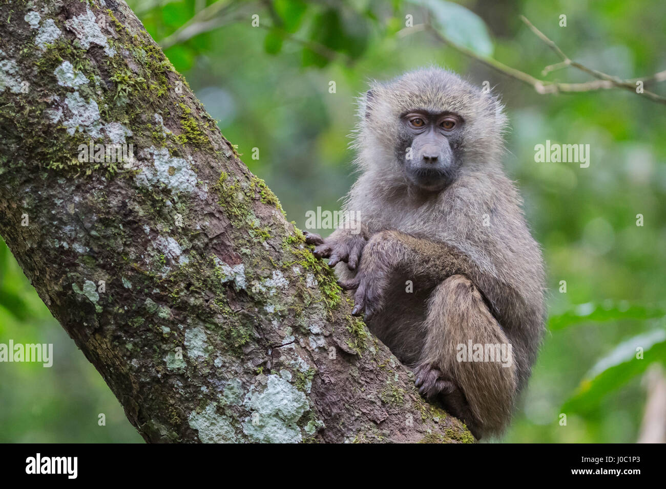 Baboon tree hi-res stock photography and images - Alamy