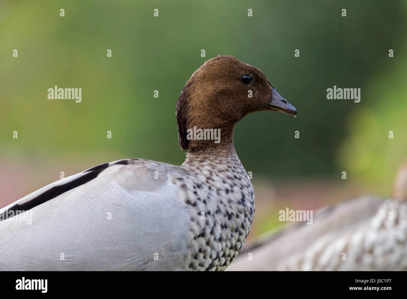 Australian duck species hi-res stock photography and images - Alamy