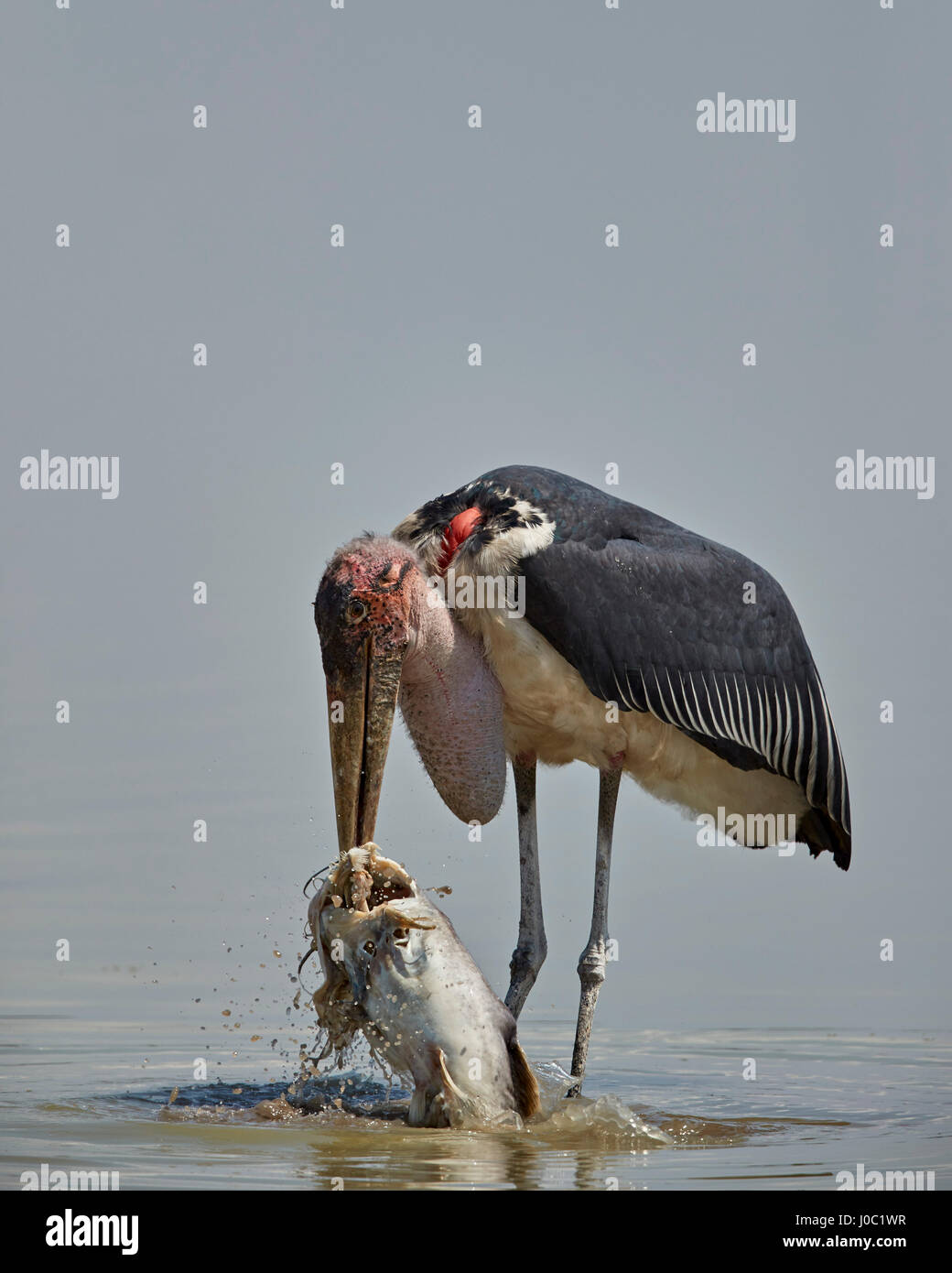 Vundu catfish hi-res stock photography and images - Alamy