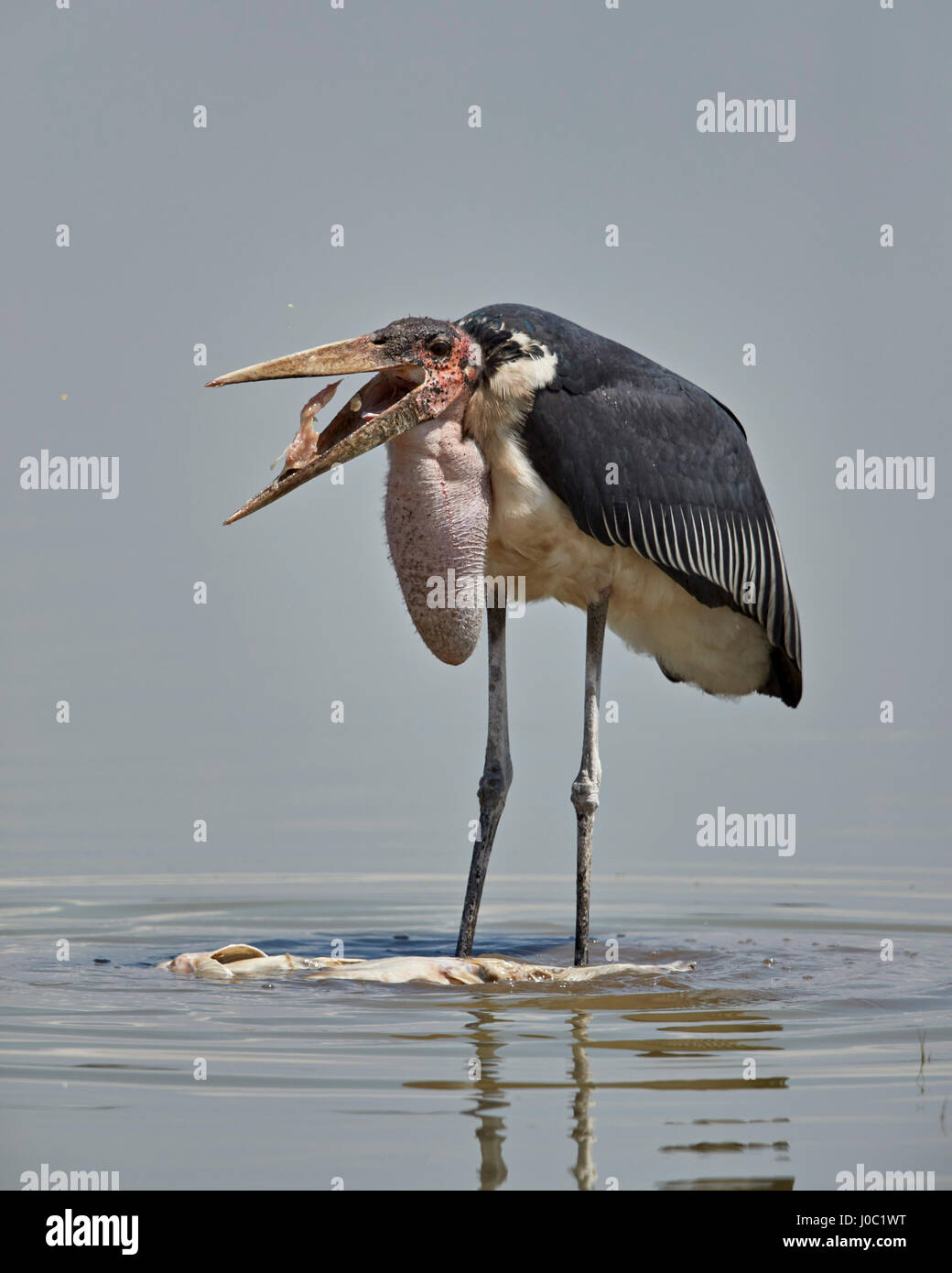 Marabou stork (Leptoptilos crumeniferus) feeding on a vundu (big ...