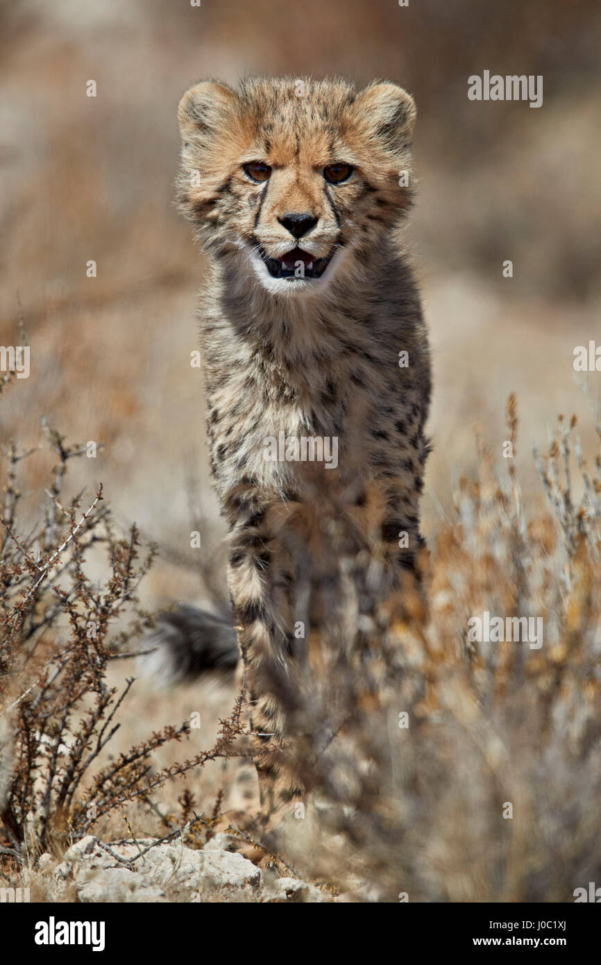 Cheetah portrait vertical hi-res stock photography and images - Alamy