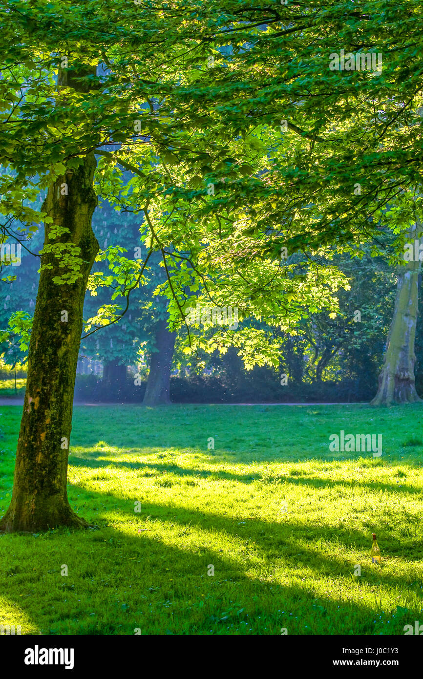 beautiful sunlight on trees in early morning Stock Photo - Alamy
