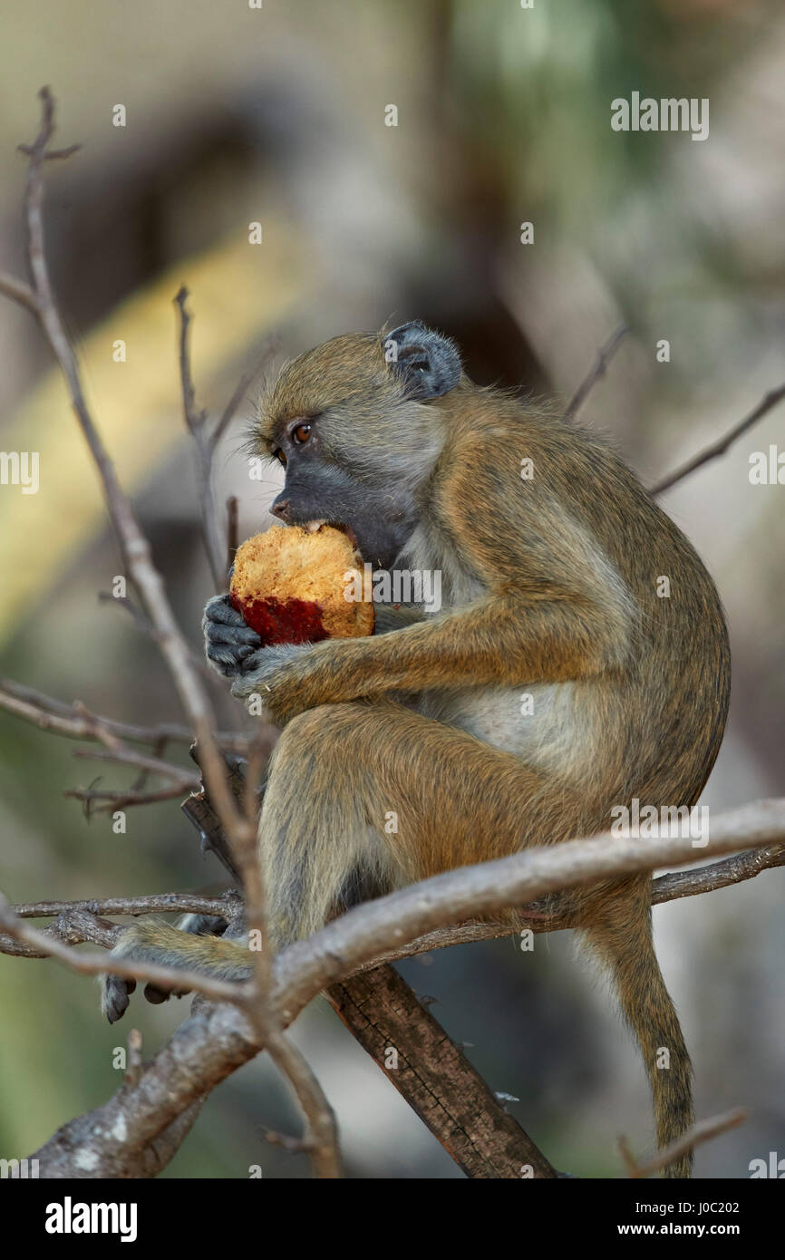 Duom palm fruit hi-res stock photography and images - Alamy